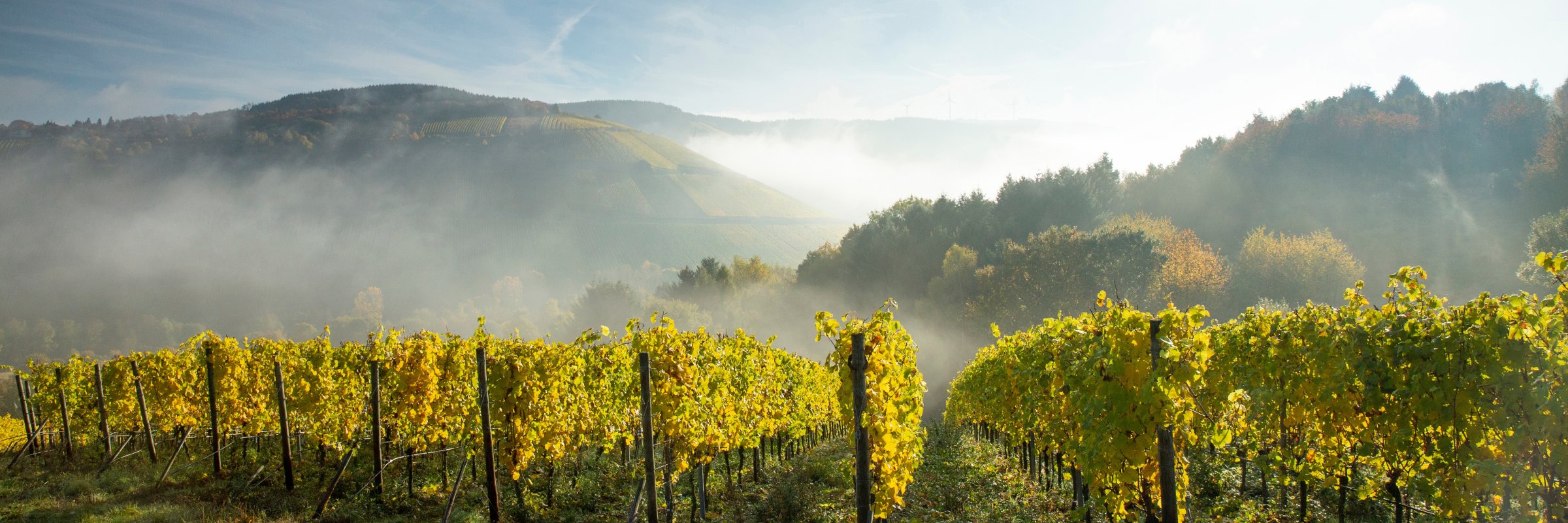 Weingüter & Winzer der Ruwer | Tourist-Information Ruwer